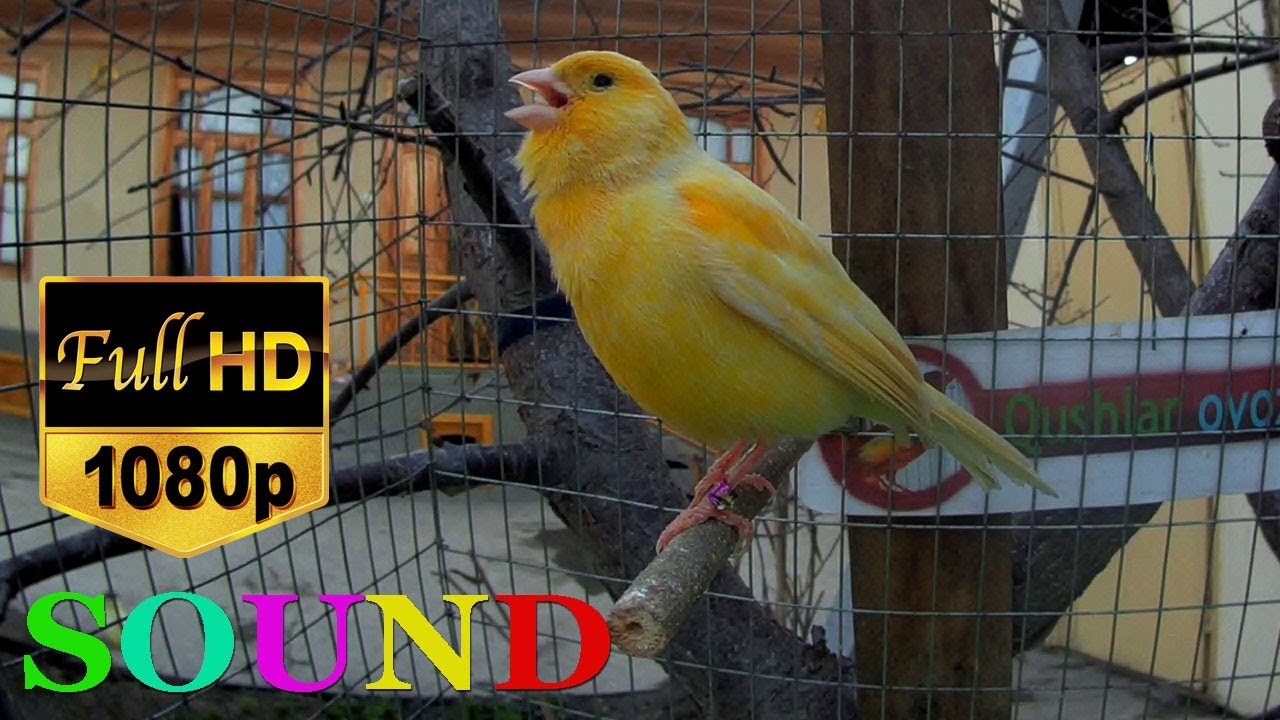 Canary Singing birds sounds at its best | Melodies Canary Bird song # ...