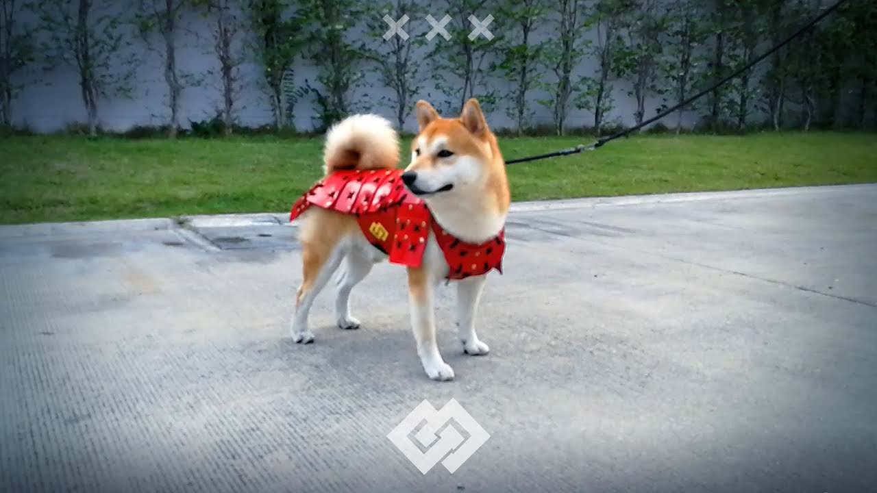 Shiba Samurai X INU AEMOR present 柴犬 - YouTube