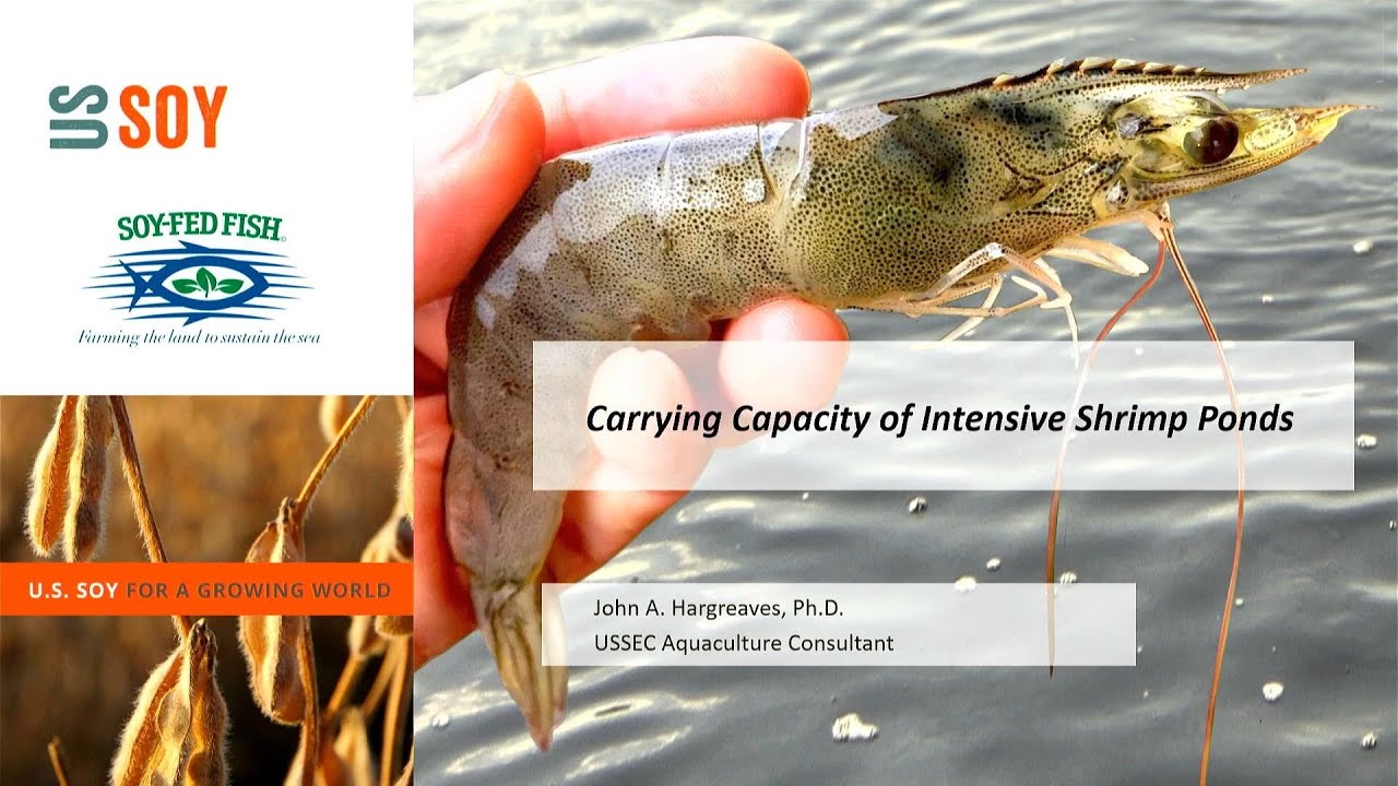 Carrying Capacity of Intensive Shrimp Ponds - YouTube