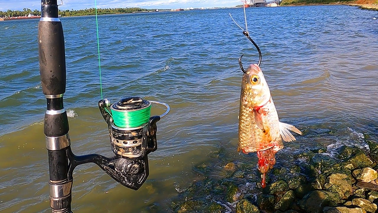 Big Baits Catch BIG Fish!!! (Huge!!!) - YouTube