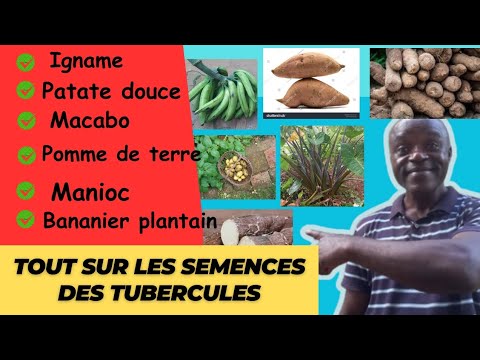 Tous sur les semences des tubercules : 6 en 1... - YouTube