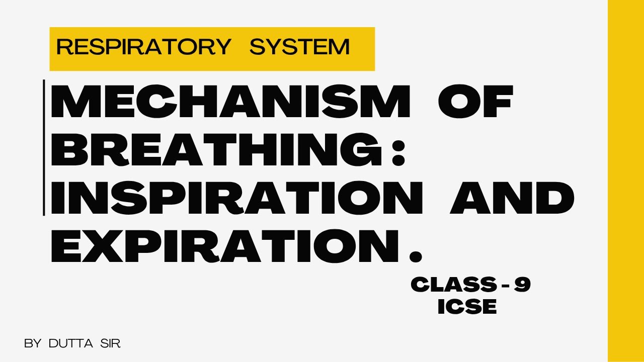 Breathing : Two stages | Inspiration and Expiration | Ch - Respiratory ...