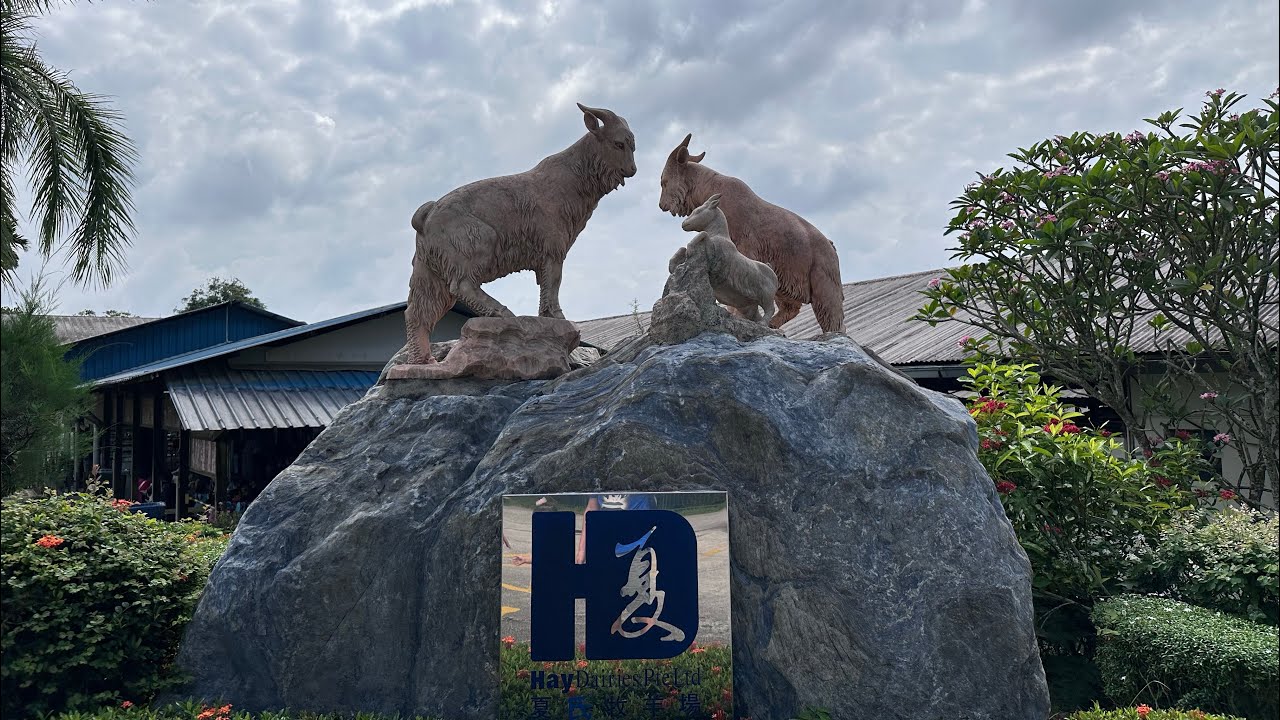 Meet and feed the lovely goats at Hay Diaries Farm - YouTube