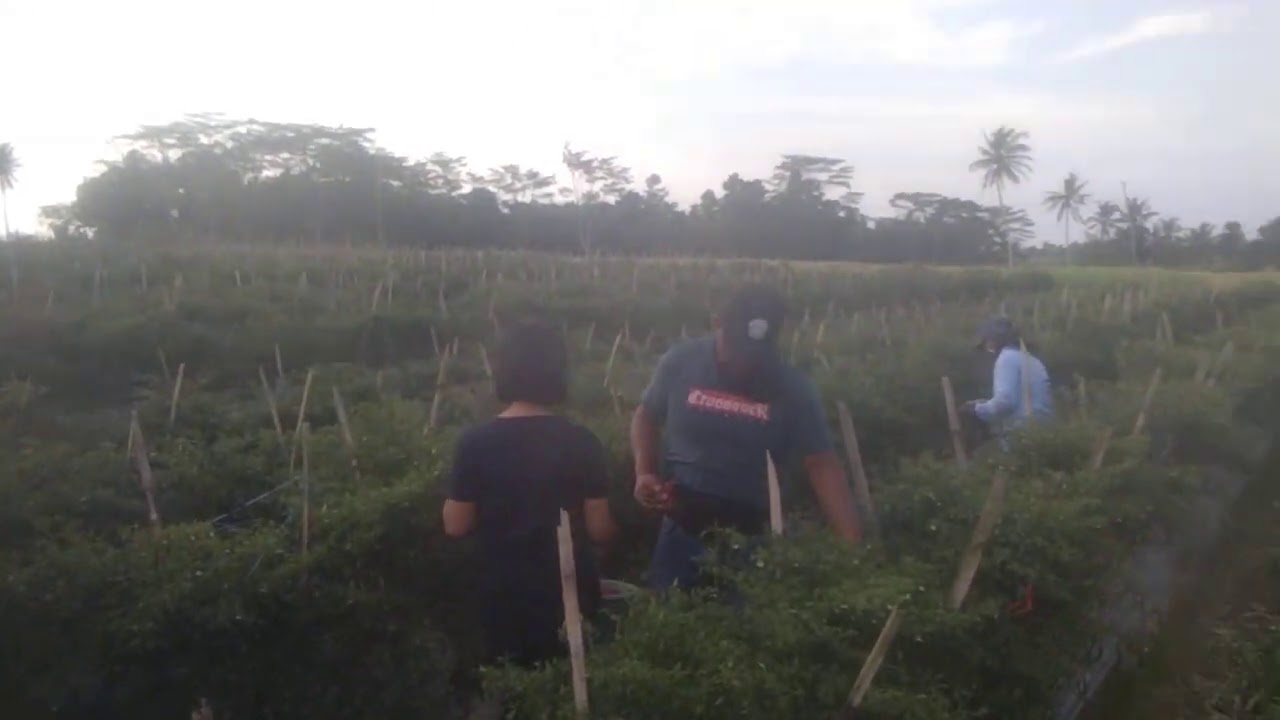 Panen Cabe di Desa Agom - YouTube