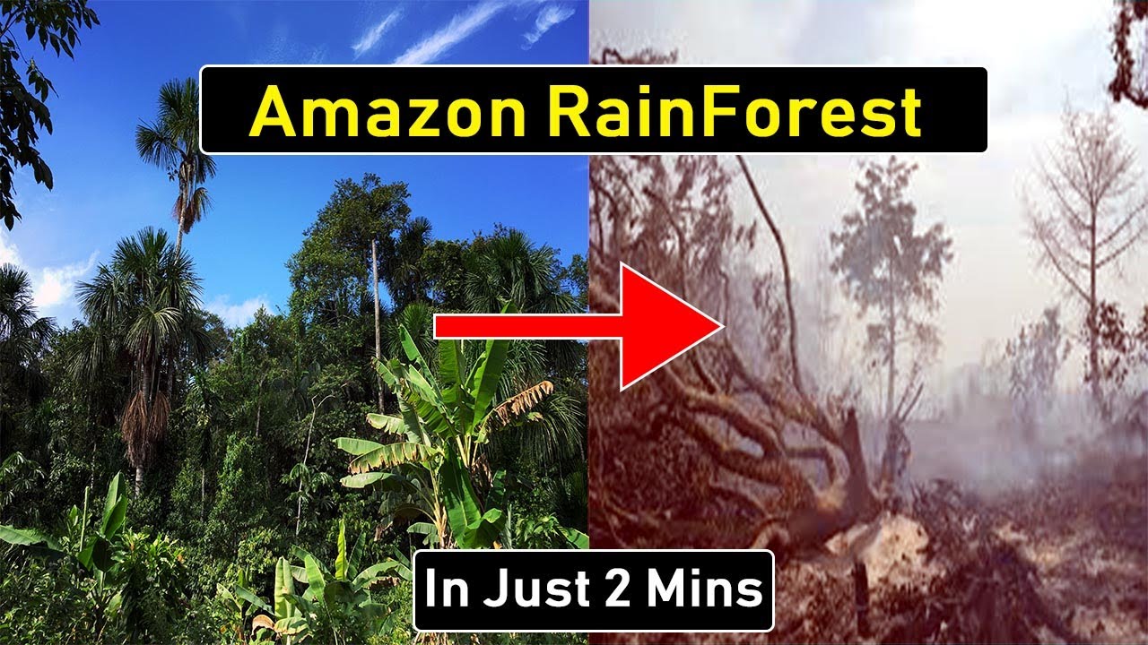 Amazon Rainforest fire in Brazil current affairs 2019 | Amazon Forest ...