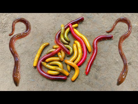 Wadidaw! Mencari kakiseribu, luwing dan ikan belut, ikan hias, ikan lele, kurakura lucu, ikanbetok