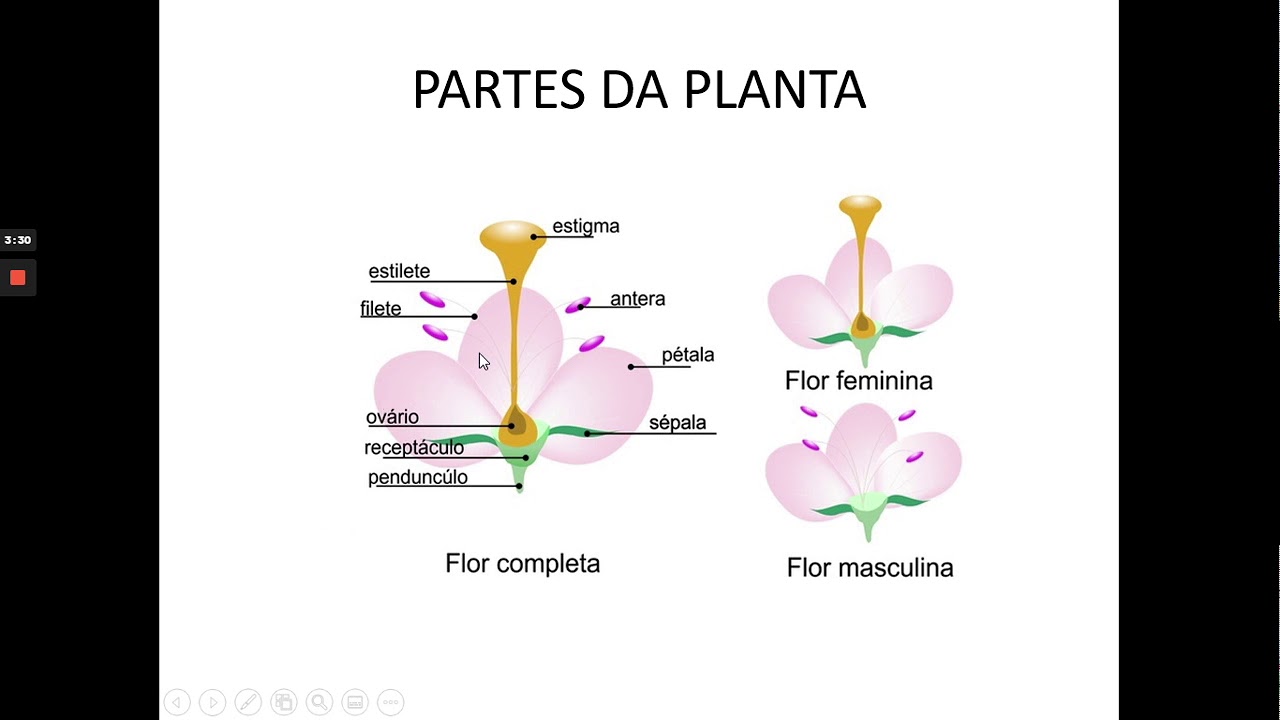 Partes De Uma Flor Para Criancas