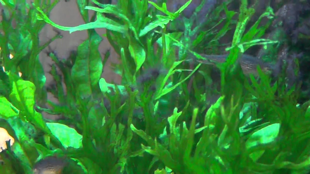 Galaxy Rasbora in Aqua One Aquastart 320 Aquarium (Tyne Valley Aquatics ...