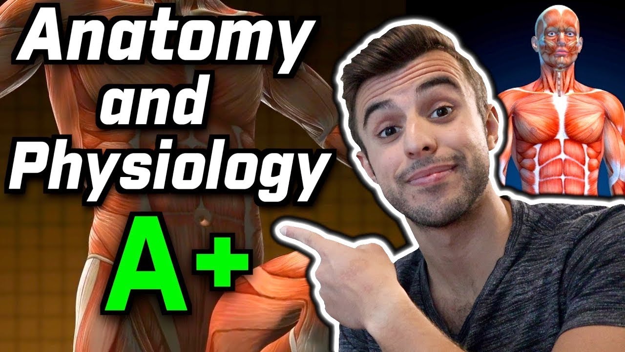 HOW TO GET AN A IN ANATOMY AND PHYSIOLOGY - YouTube