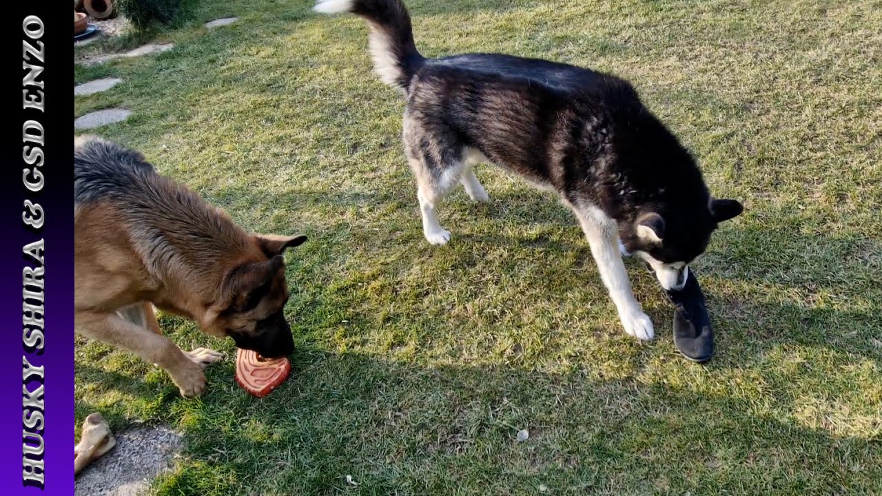 Pupperonis Chilling In The Sunshine - YouTube