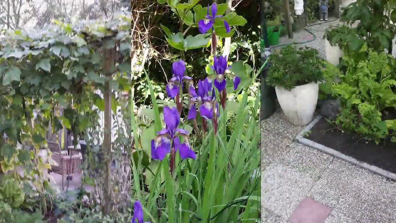 Growing with ormus introduction - YouTube