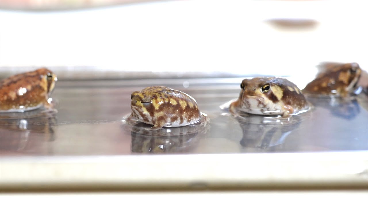 Rain frog.Pamper Moony Quiz correct answer🤔 - YouTube