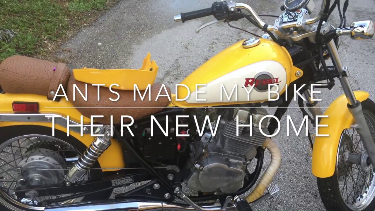 ANTS ON MY MOTORCYCLE!! - YouTube