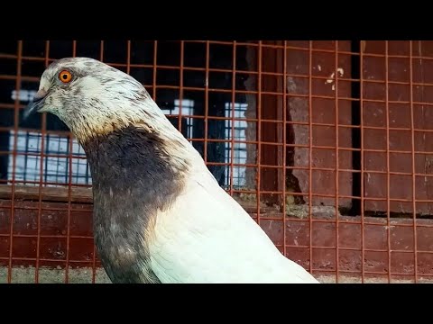 Top Quality kabutar|| High Quality Kabootar 05|| Best Quality Kabootar ...