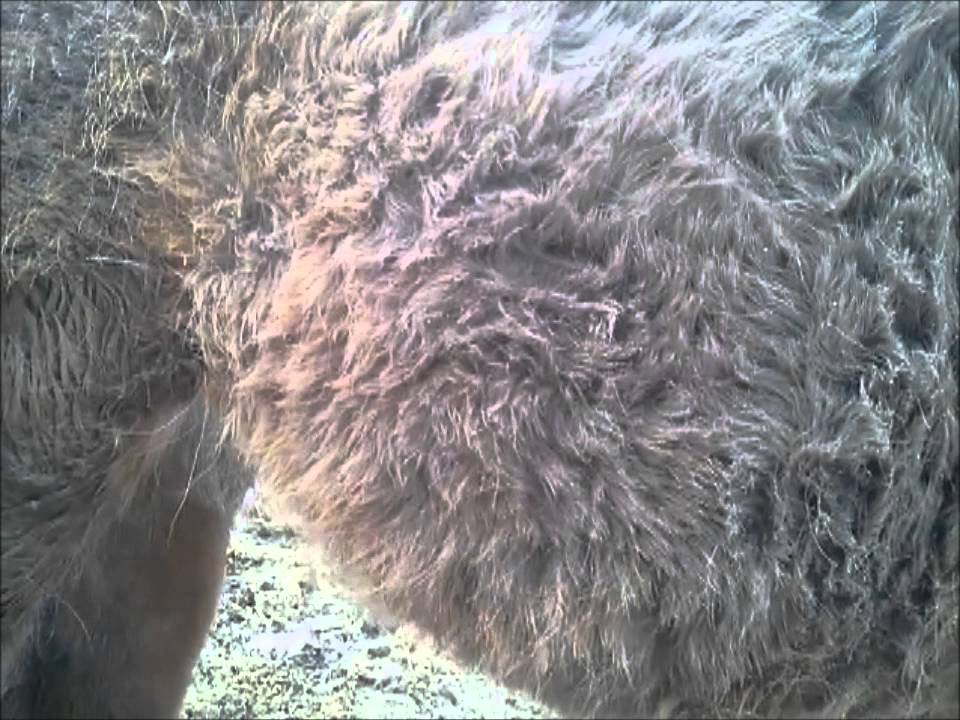 Lady Bug Pony mare Foal Movement!! - YouTube