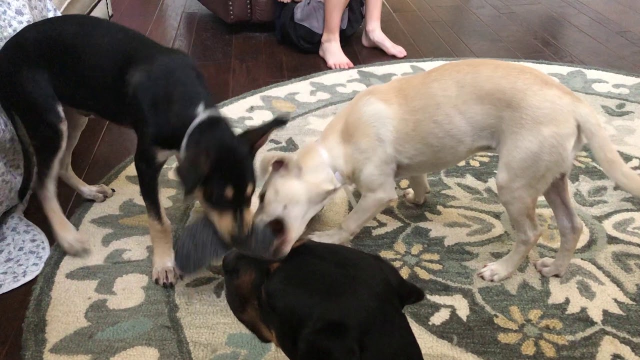 Video of adoptable pet named Anthony - YouTube