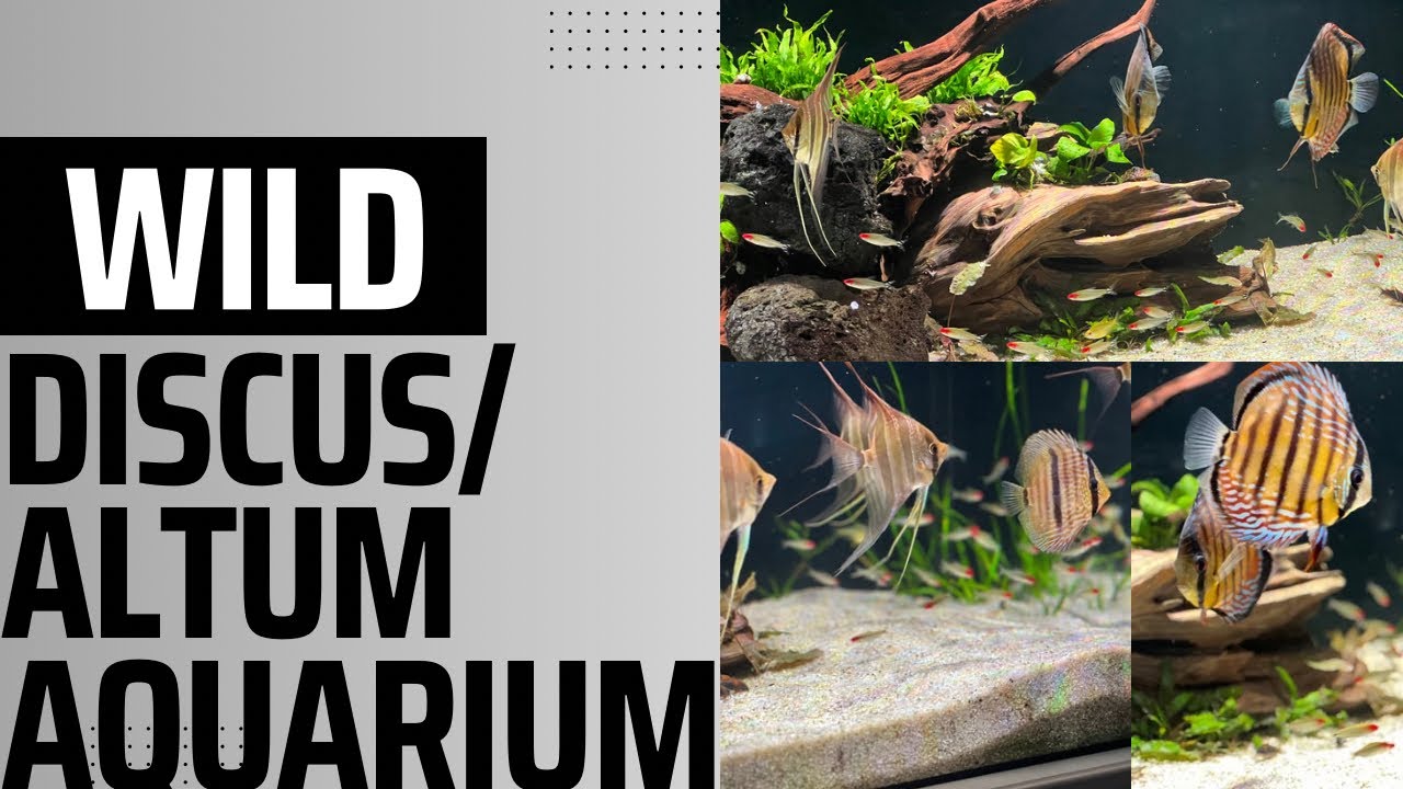 150 gallon Wild Discus/Altum Aquarium - YouTube