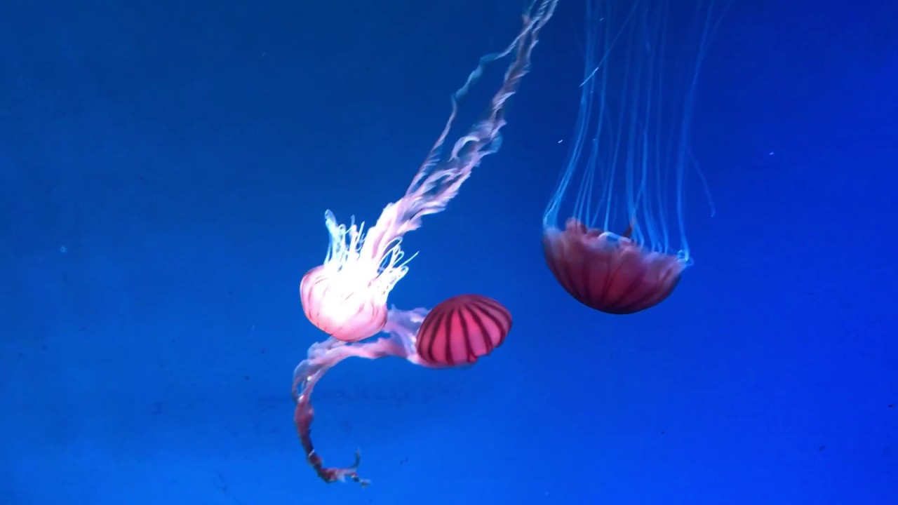 img-3907-youtube