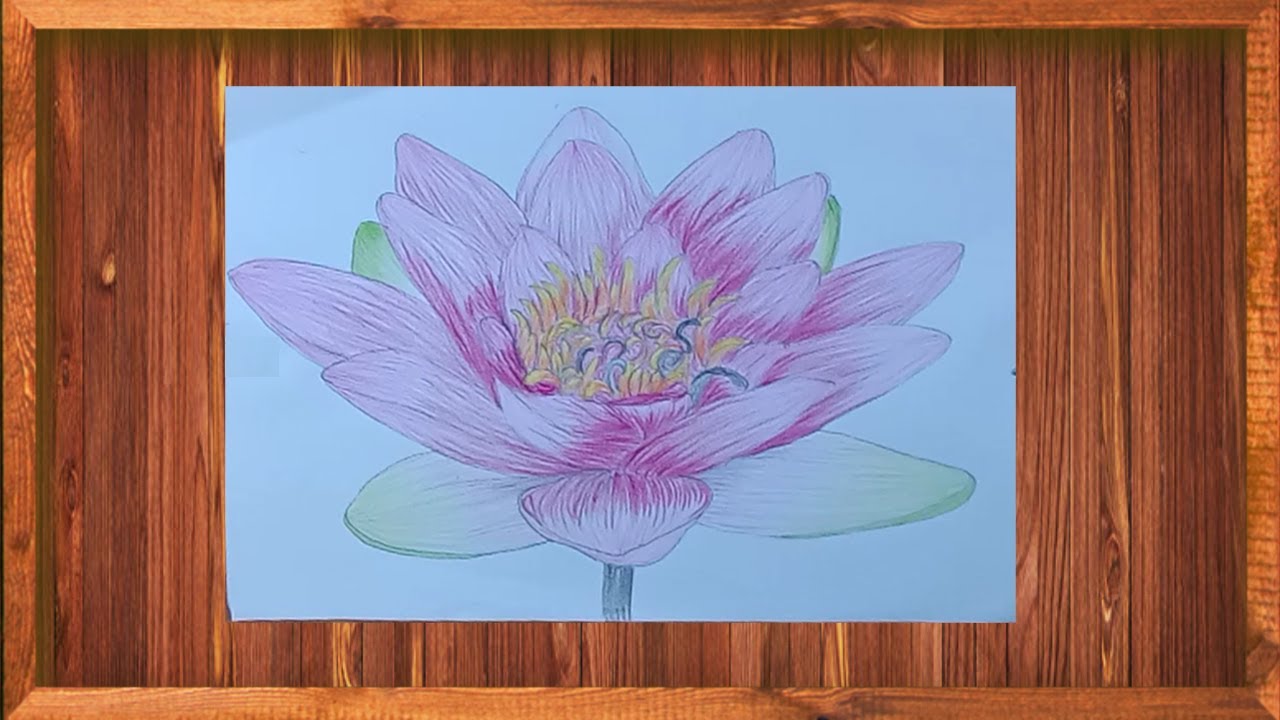 How to draw Lotus flower rise up with color pencil I Pencil Sketch I ...