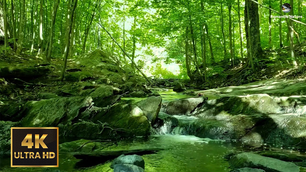 Magical Forest Sounds, Babbling Brook, Birds Chirping - YouTube