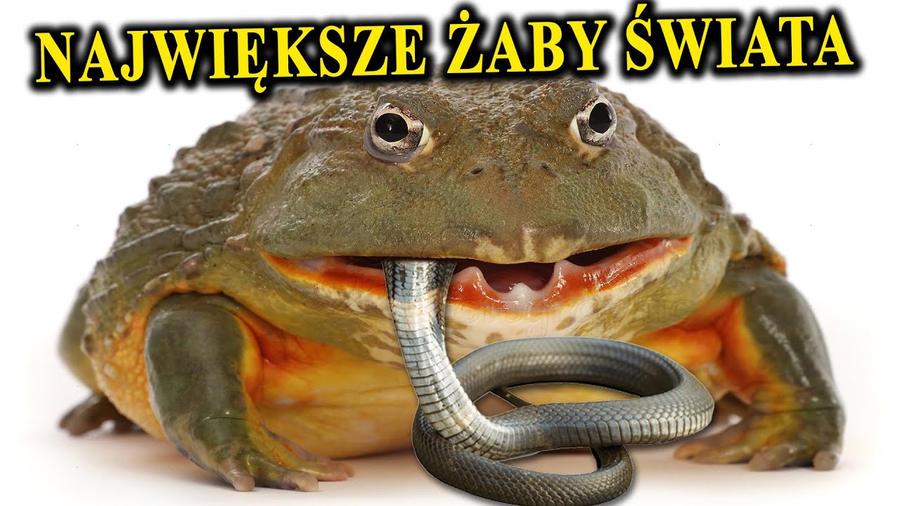 Jak Wyglądają i Co Jedzą Największe ŻABY Świata? - YouTube