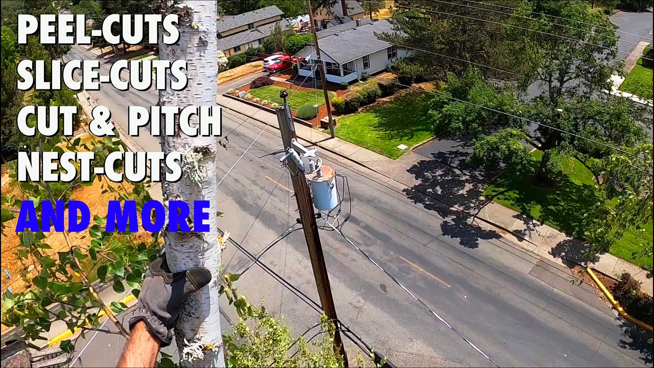 Tree Work by Wires (some cut techniques) - YouTube