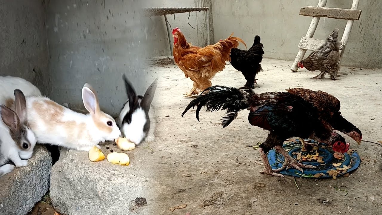 Rabbits eating apple | Fancy Hen Vlog | Aseel Rooster - YouTube
