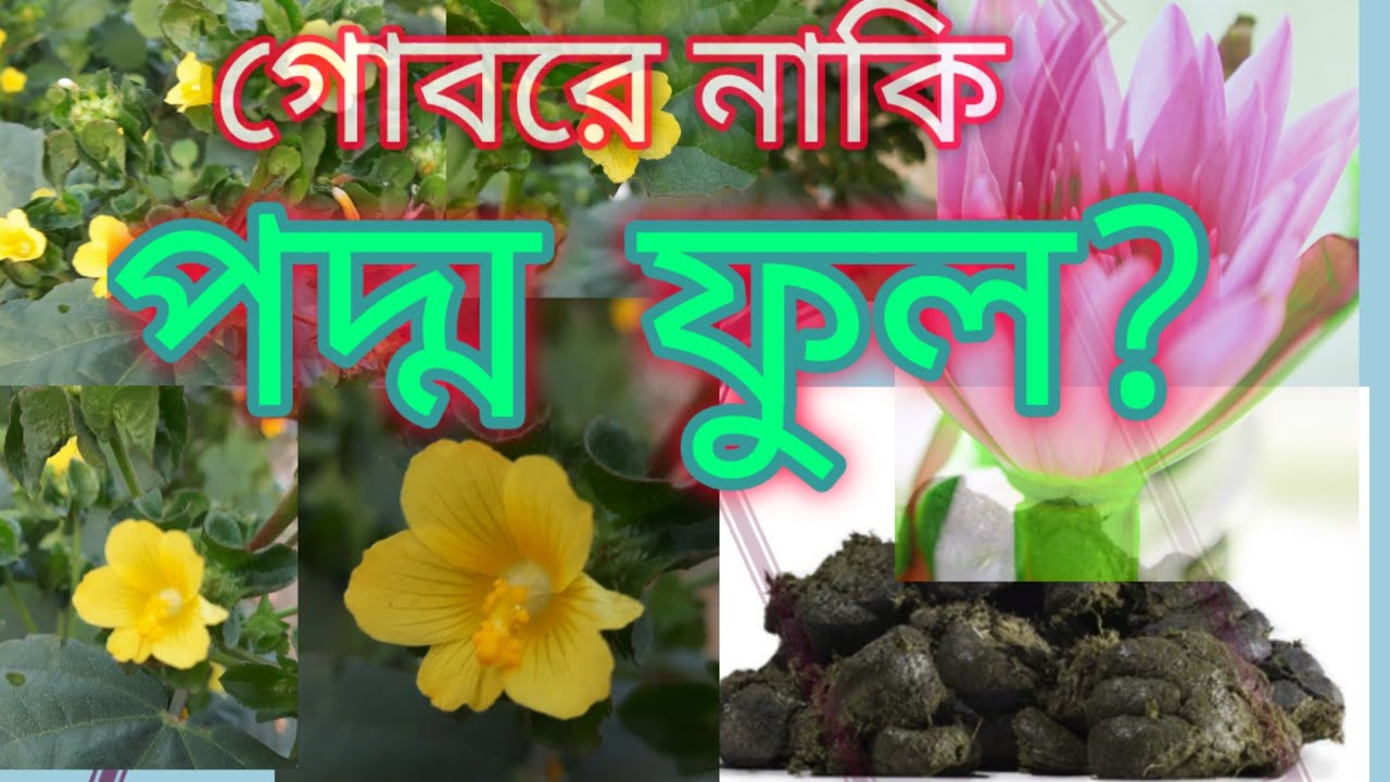 GOBORE NAKI PODDO FULL? 2022 গোবরে নাকি পদ্ম ফুল? - YouTube