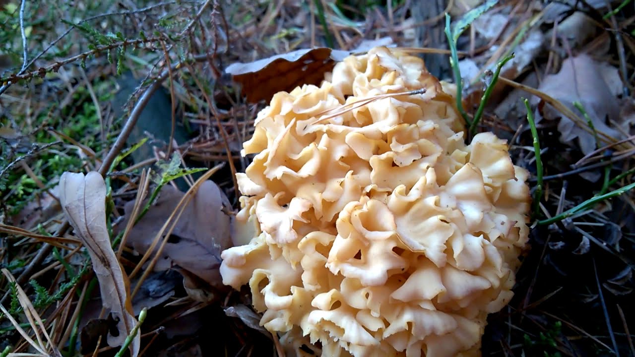 Grzyby 2019 - Kozia broda 3, Szmaciak gałęzisty, Siedzuń sosnowy ...