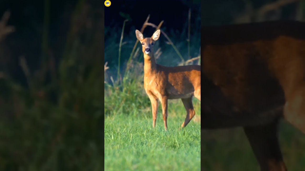 Big Roe deer | also known as the roe, western roe deer or European roe ...