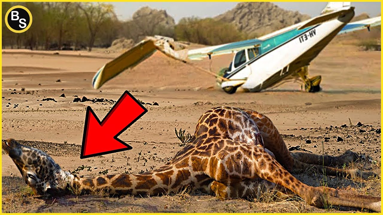Shocking Moments When Plane Hits Animals ! - YouTube