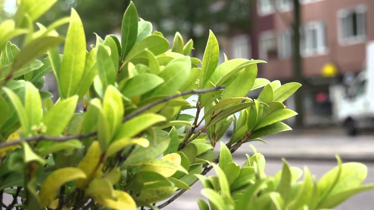 Foto Booms Sony Nex VG10E sample video 5