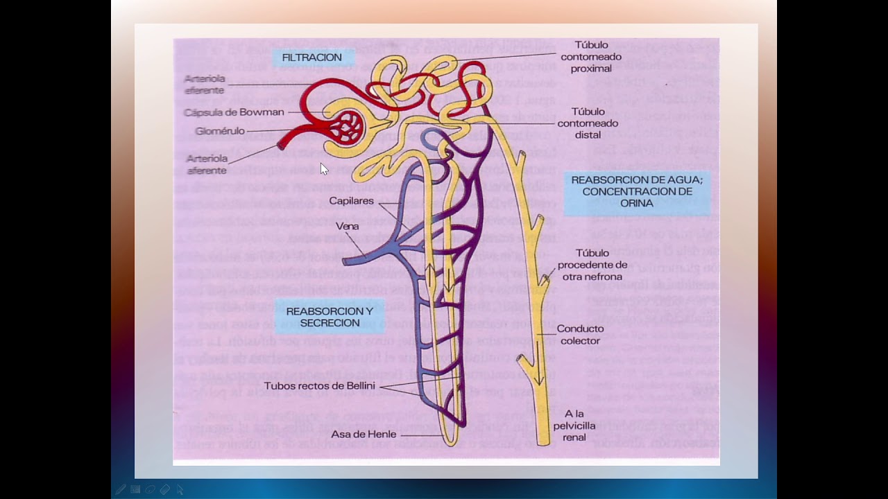 Anatoma Del Sistema Urinario Y Estructura De La Nefrona