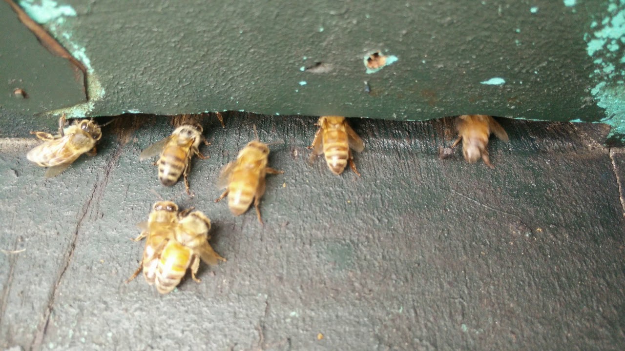 Cordovan bees is working - YouTube