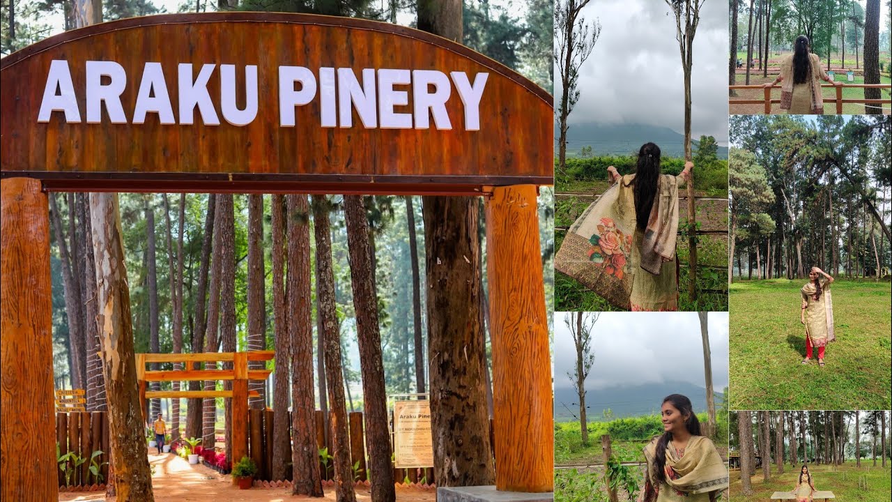 Araku Pinery Full Tour 🌲 | Andhamaina Araku Forest Vibes 🌿☕ | Nature ...