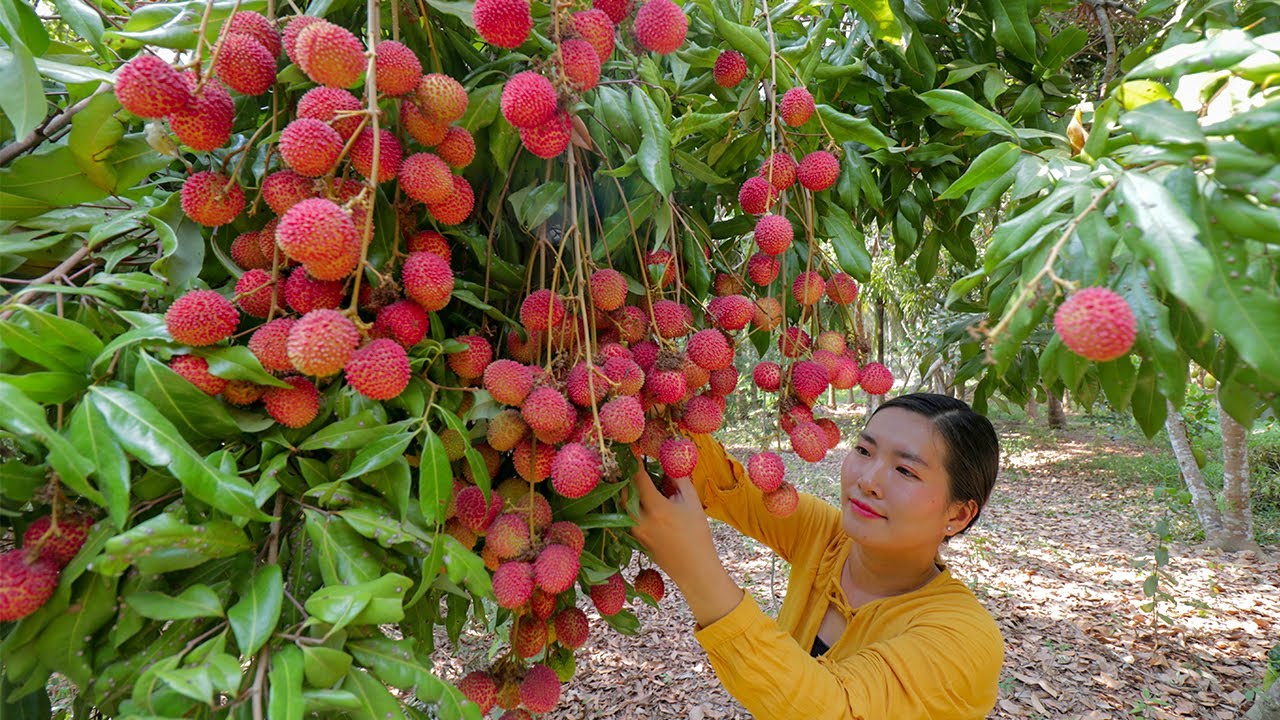 Harvesting Lychee In Homeland - Making Sweet and Lychee Jam - Chettra ...