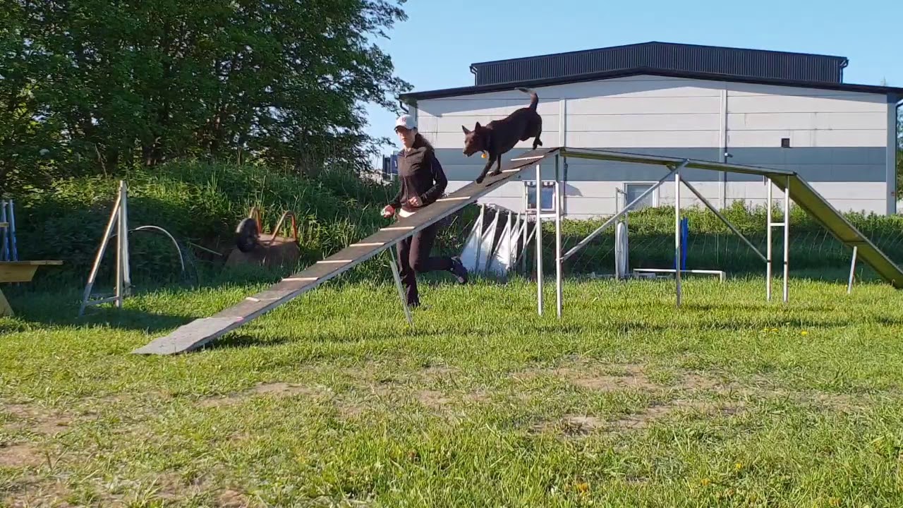 Kira running contacts training 31/5-2018 - YouTube