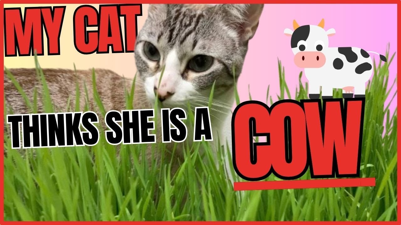 My cat thinks she is a cow. Crazy Emmita eating grass! - YouTube