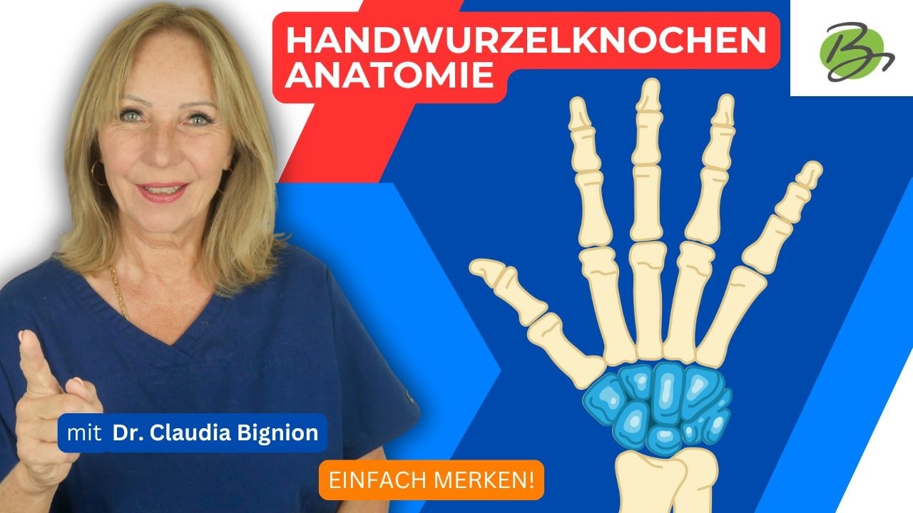 Handwurzelknochen - Anatomie – Eselsbrücke für Pflege & Medizin | Dr ...