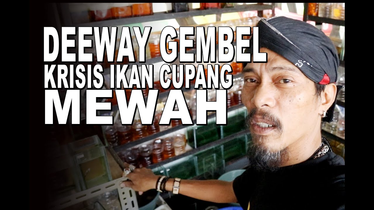 DEEWAY GEMBEL KRISIS IKAN CUPANG MEWAH - YouTube