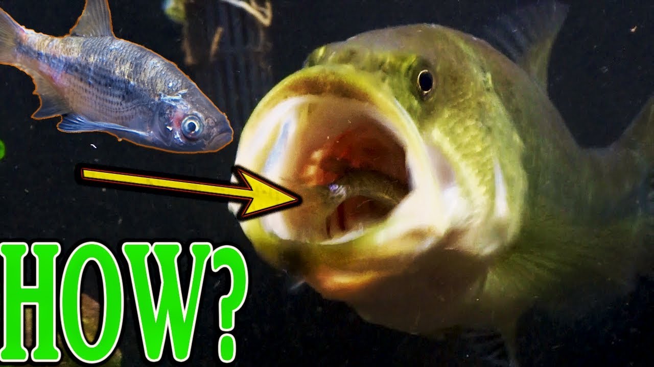 Fish is still alive after being chewed up! How?! - YouTube