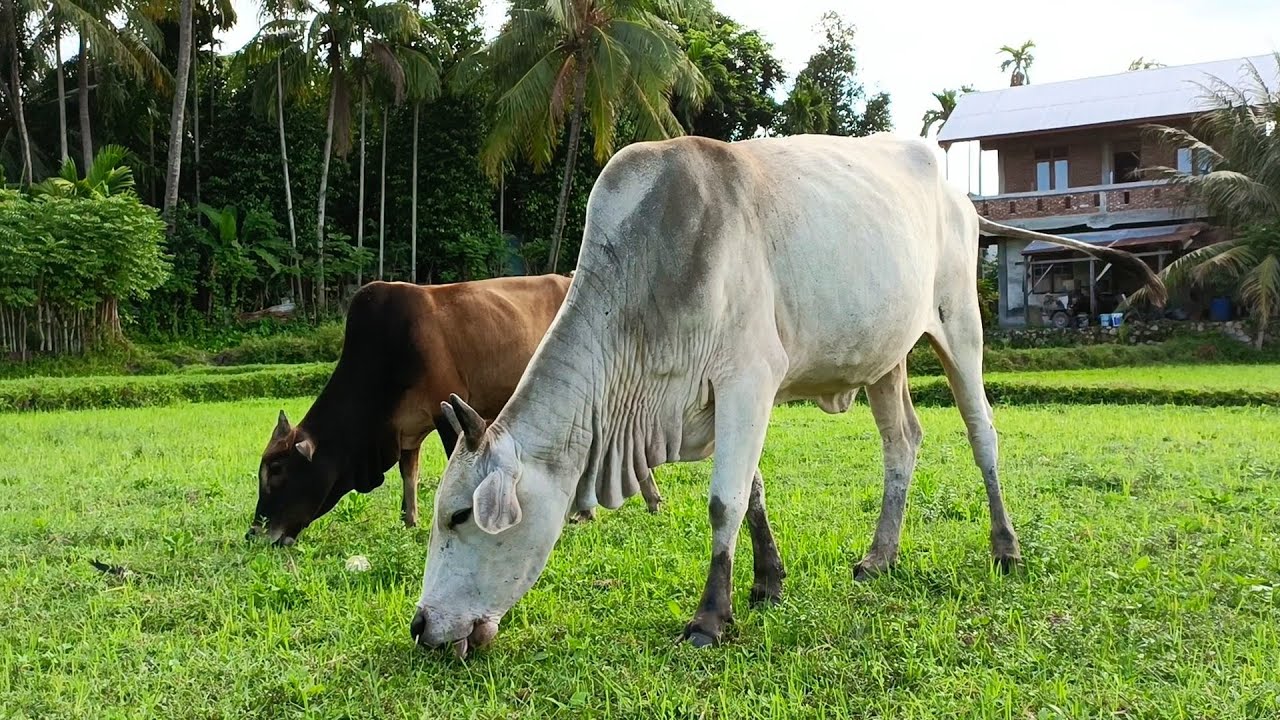 Sapi Lembu Kampung Gemuk Asik Memakan Rumput Sawah, Mengembala Sapi ...
