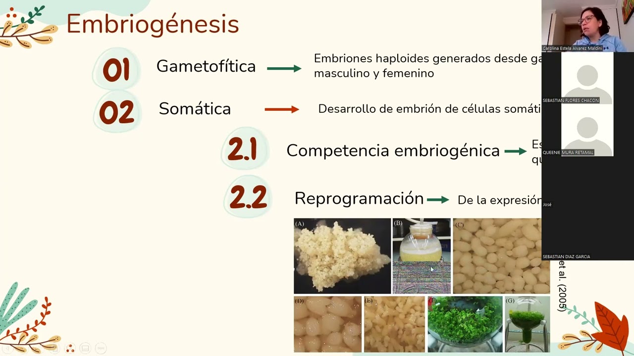 Embriogénesis somática 2022 - YouTube