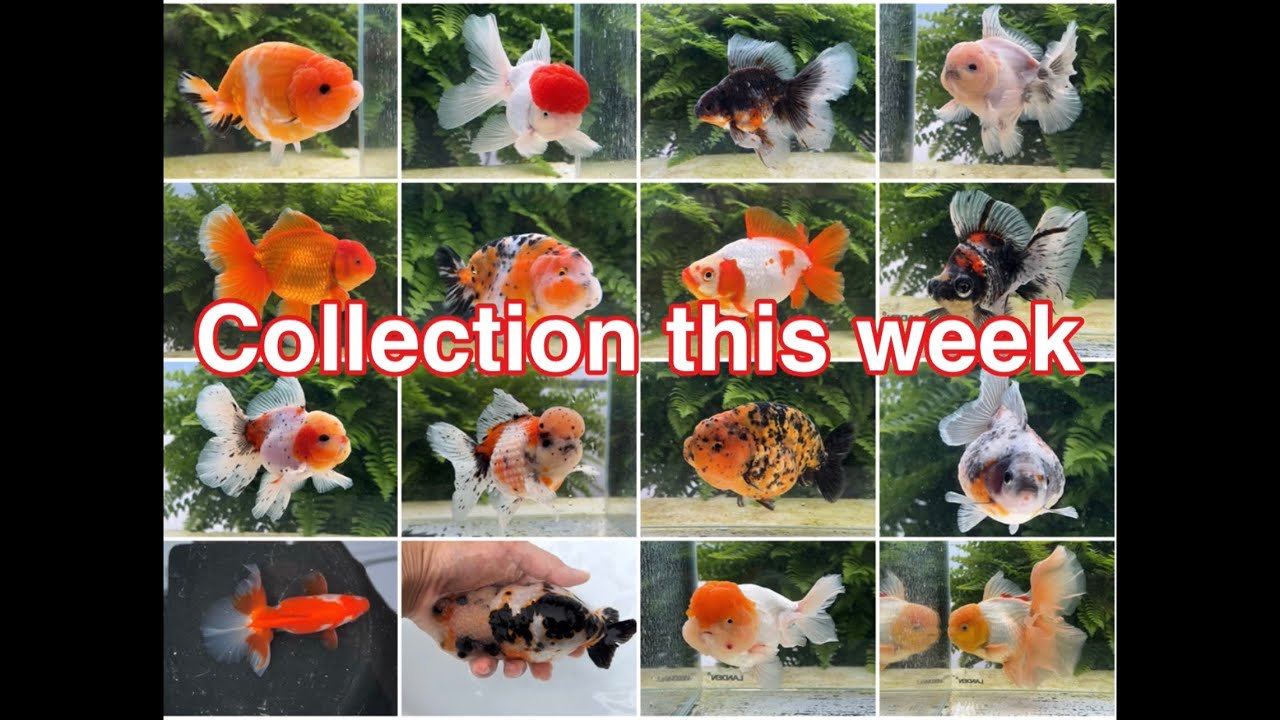 A wonderful large collections of new Zhao’s Fancies premium fancy ...