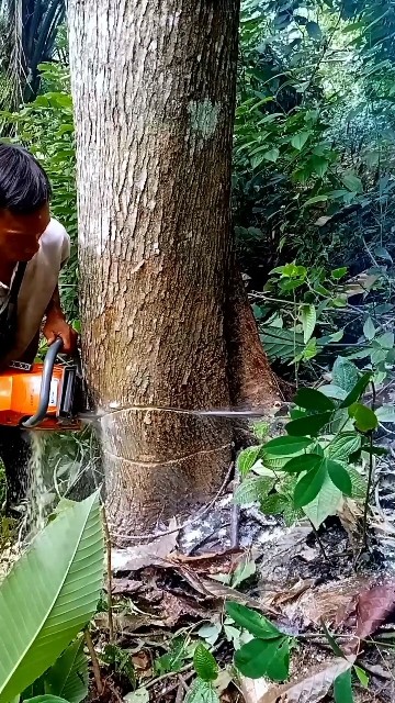 A very crazy tree cutting technique#wood#trees#cuttingdowntrees#shorts ...
