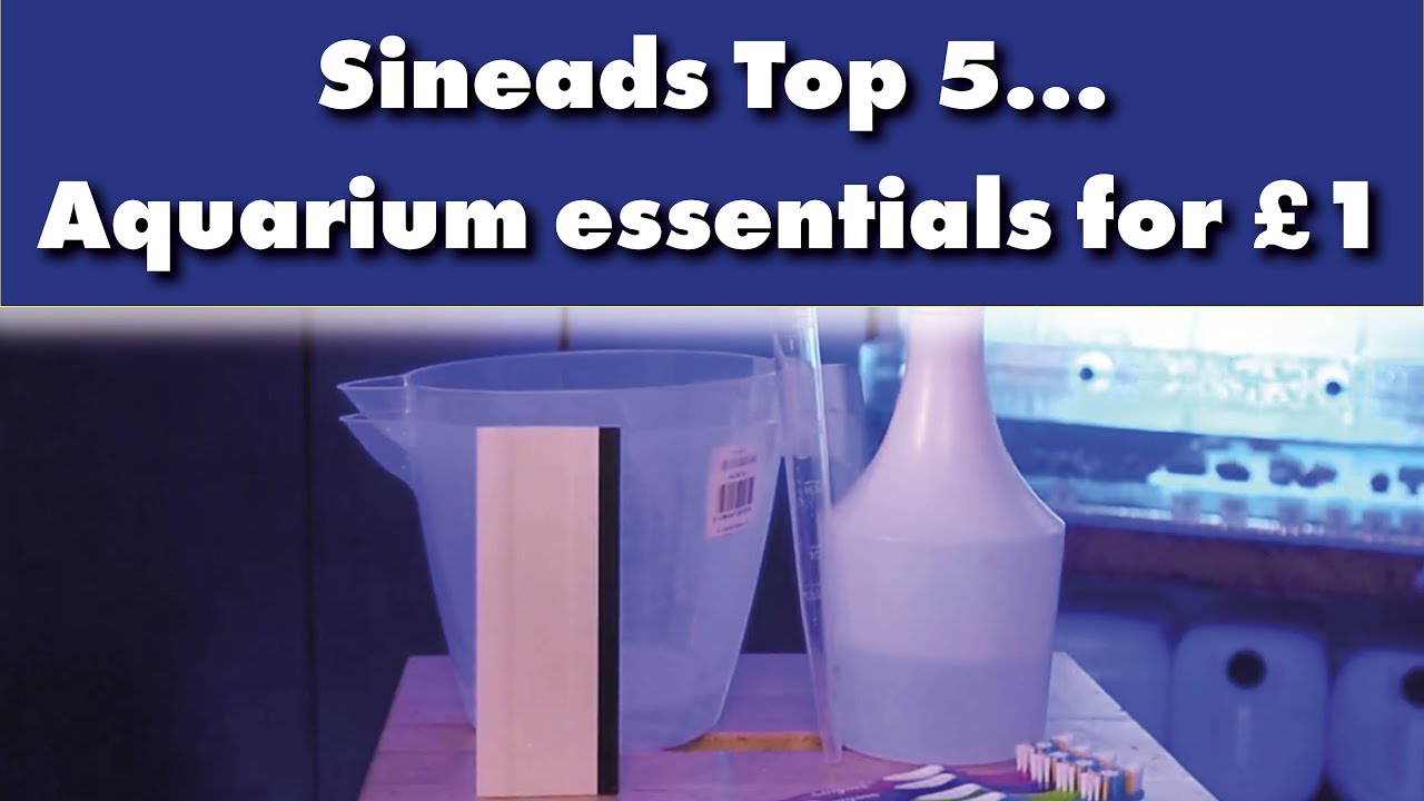 Top 5 Aquarium essentials for £1 - YouTube