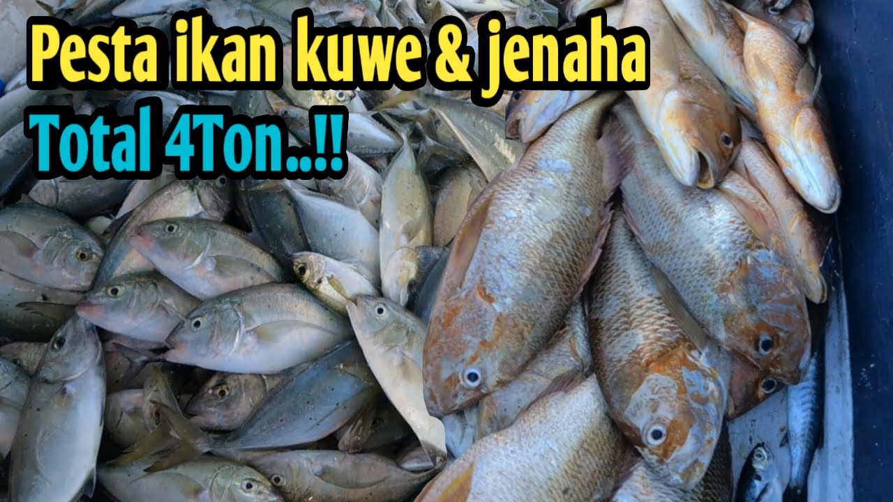 Fantastiiss..!! Baru kali ini melampu hasilnya sebanyak ini || ikan ...
