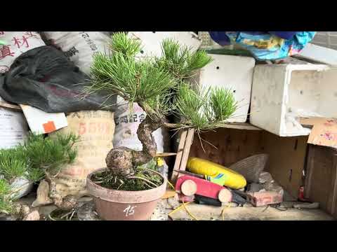 Thông đen bonsai, các loại tùng bonsai. Video 15/09/2026. Sđt 0326617951