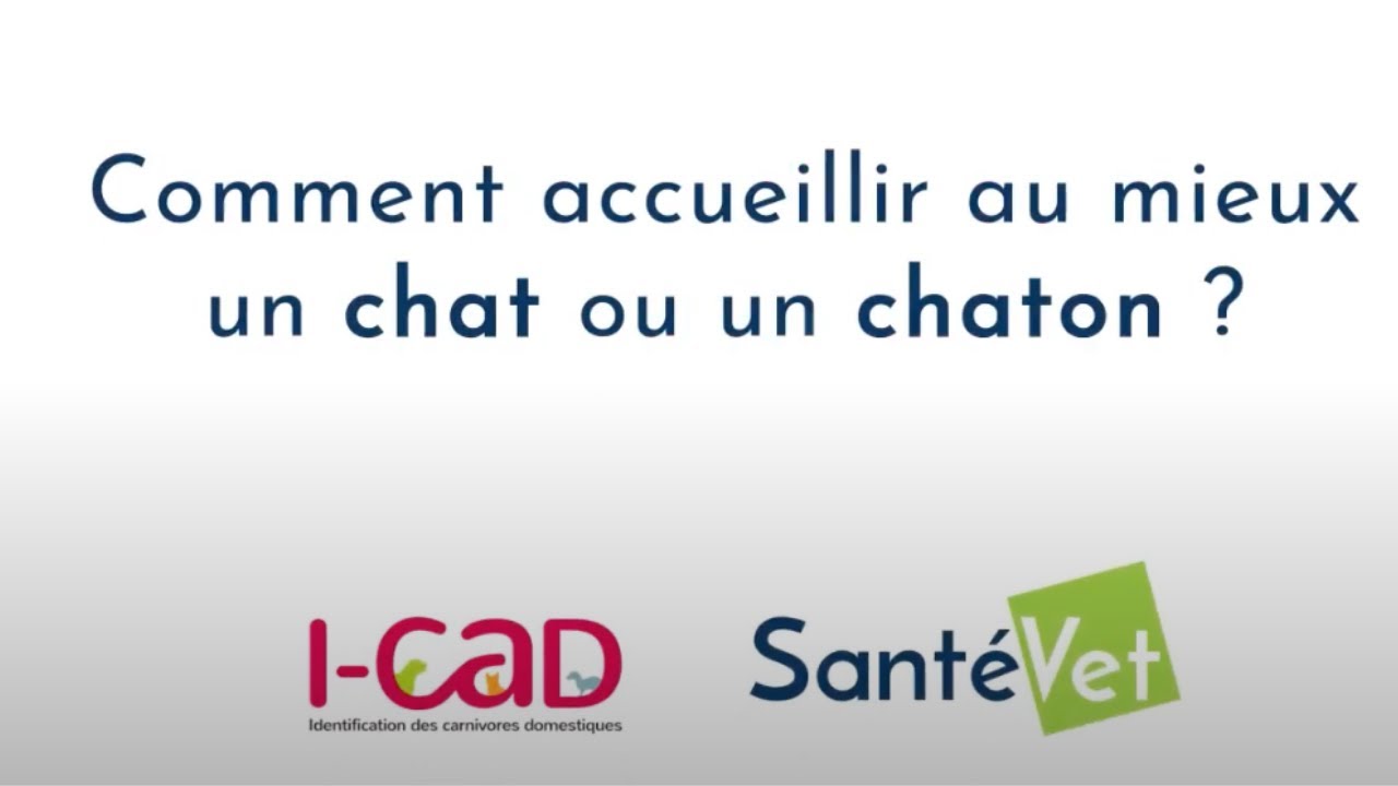 I-CAD / Comment accueillir au mieux un chat ou un chaton ? - YouTube