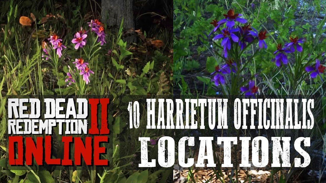 RED DEAD ONLINE - 10 HARRIETUM OFFICINALIS PLANT LOCATIONS - YOU NEED ...